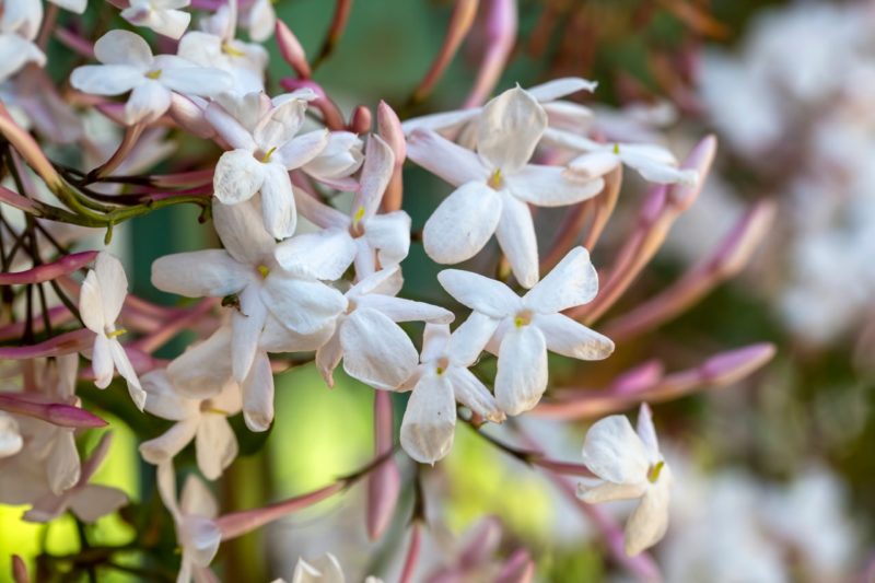 Jasmine Grow Tips And Common Varieties - Star-Shaped Flowers And ...