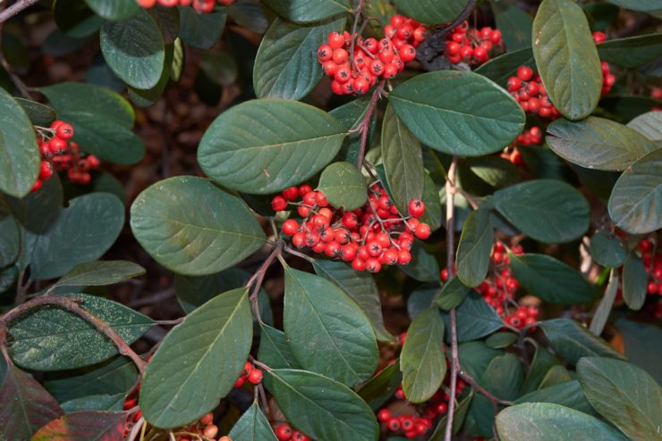 Cotoneaster Makes A Great Border And Wall Shrub - But Avoid These Invasive Types | Horticulture ...