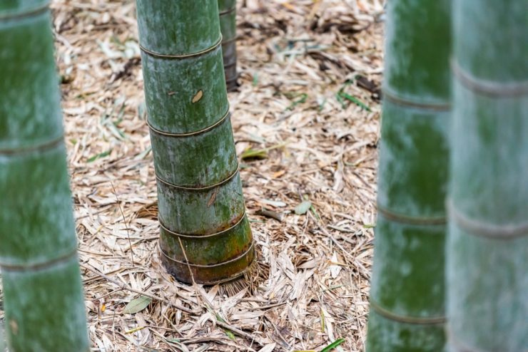 Growing Tender Bamboo? Insulate Or Wrap Your Plants In Winter Says ...