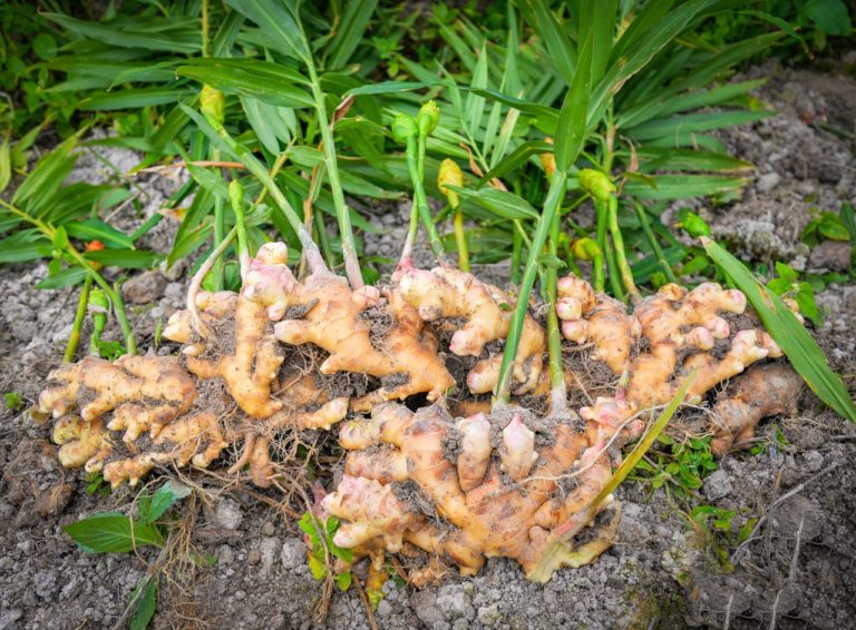 This Is How To Harvest Ginger Without Bruising Or Damaging The Plant | Horticulture Magazine