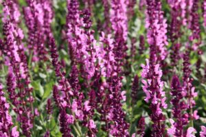 6 Vibrant Pink Salvia Varieties | Horticulture Magazine