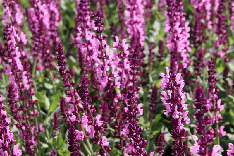 6 Vibrant Pink Salvia Varieties | Horticulture Magazine