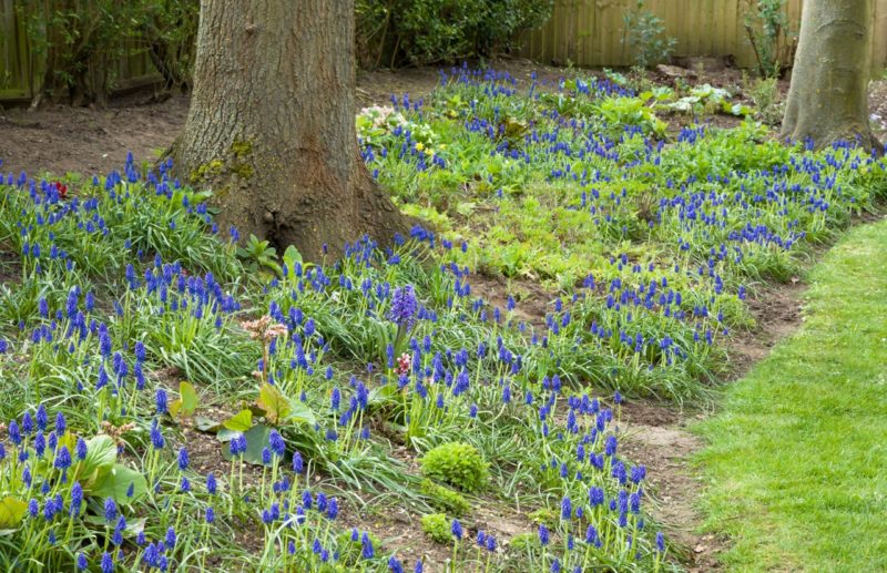 This Is How To Grow Muscari 'Grape Hyacinth' With Some Favourite Types ...