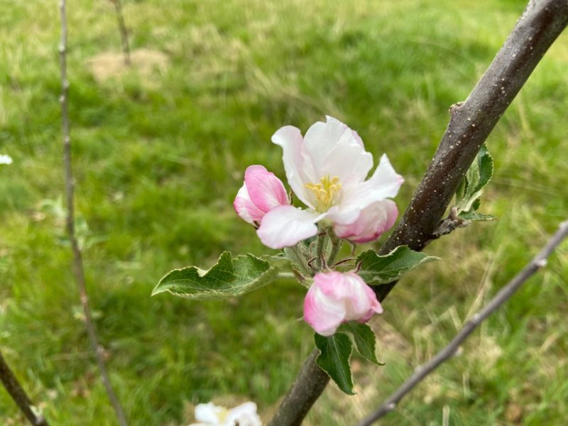 15 UK Award-Winning Apple Tree Varieties | Horticulture.co.uk