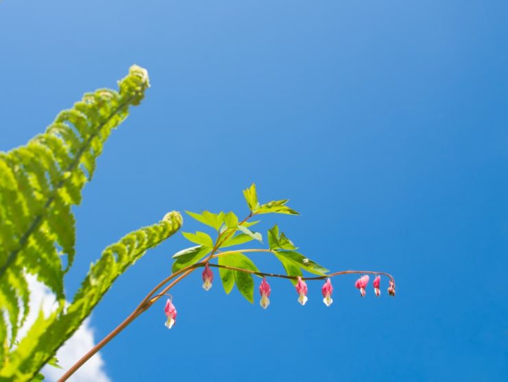 20 Companion Plants To Grow With Ferns | Horticulture.co.uk