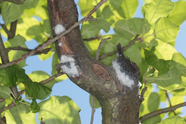 Why Experts Say Not To Use Pesticides On An Apple Tree Woolly Aphid ...