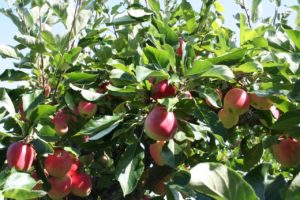 15 Self-Pollinating Apple Tree Types | Horticulture.co.uk