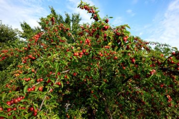 Growing Purple-Leaf Cherry Plums: Trees Highly Prized For Their ...