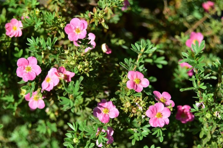Potted Potentilla Can Be Planted Out Immediately By Following These 5 ...