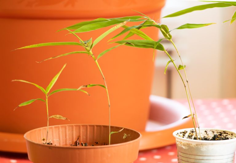 Growing Bamboo From Seed In 8 Steps | Horticulture.co.uk