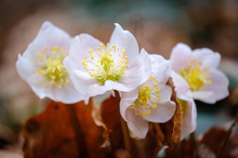 How To Sow Hellebore From Seed | Horticulture.co.uk