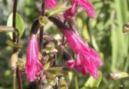 6 Vibrant Pink Salvia Varieties | Horticulture Magazine