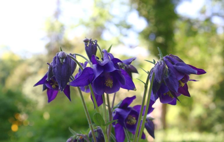 Growing Purple Perennials With These 38 Plants From Master ...