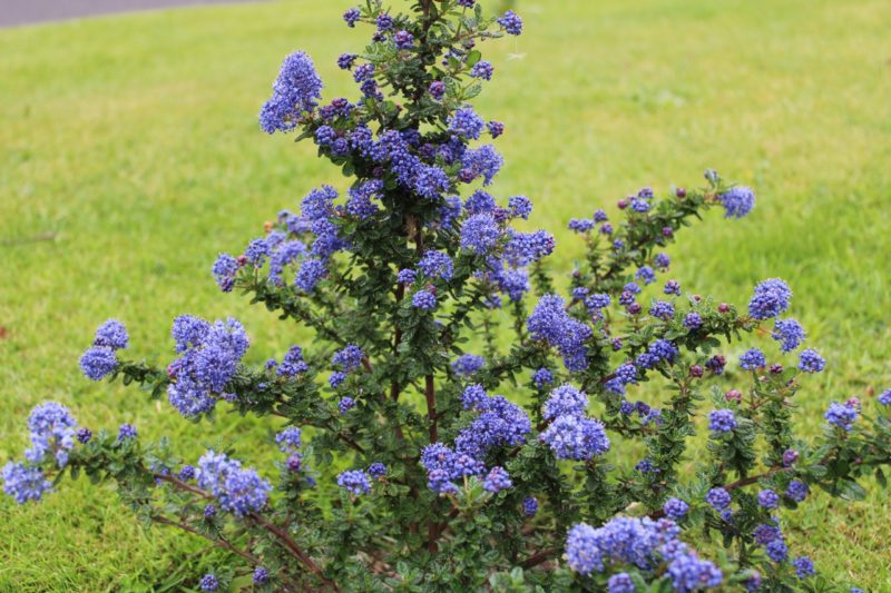 Pruning Ceanothus: 'Only Cut Back Into The Green Section Of Stems' Says Horticulturist ...