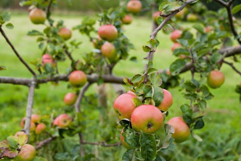 15 UK Award-Winning Apple Tree Varieties | Horticulture.co.uk