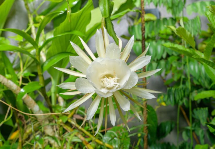 BCSS Member David Ennals Shares 23 Flowering Cactus Plants He Loves ...