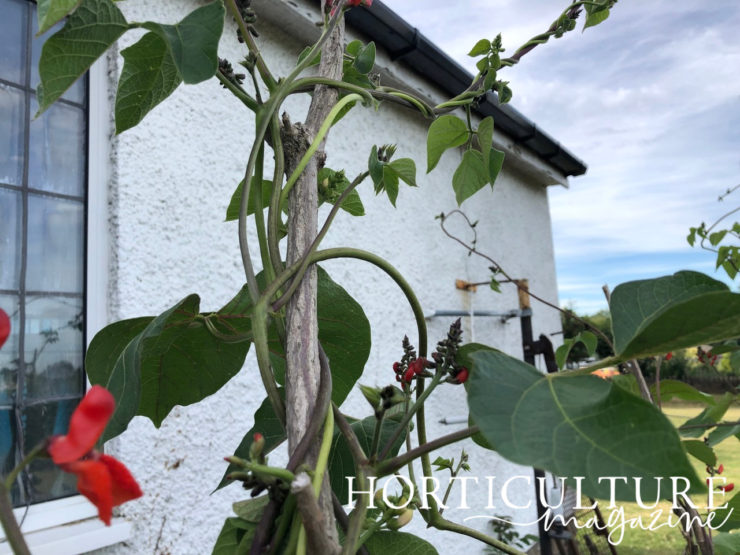 How To Grow French Beans | Horticulture Magazine