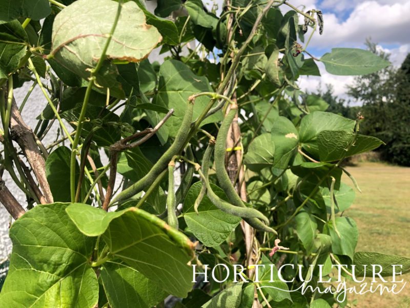 Harvest Runner Beans For Their Leaves, Pods Or Seeds - 'Try And Pick ...