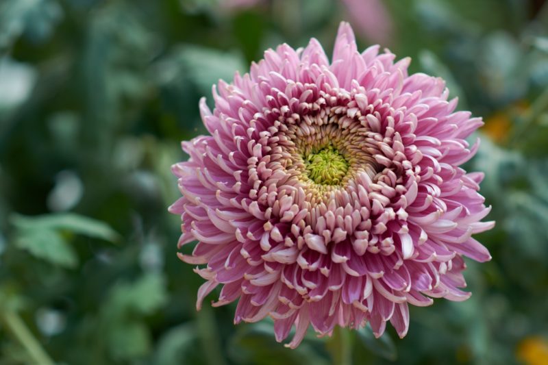 21 RHS Award-Winning Chrysanthemum Types With Options For Any Region ...