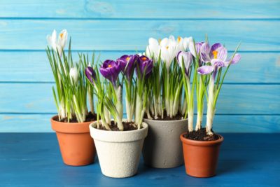 How To Plant & Grow Crocus In Pots | Horticulture.co.uk