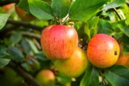 15 Self-Pollinating Apple Tree Types | Horticulture.co.uk