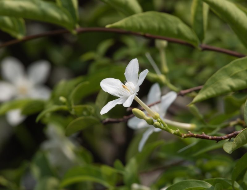 Jasmine Grow Tips And Common Varieties - Star-Shaped Flowers And ...