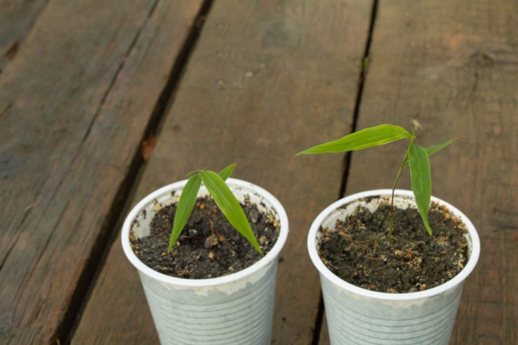 Growing Bamboo From Seed In 8 Steps | Horticulture.co.uk