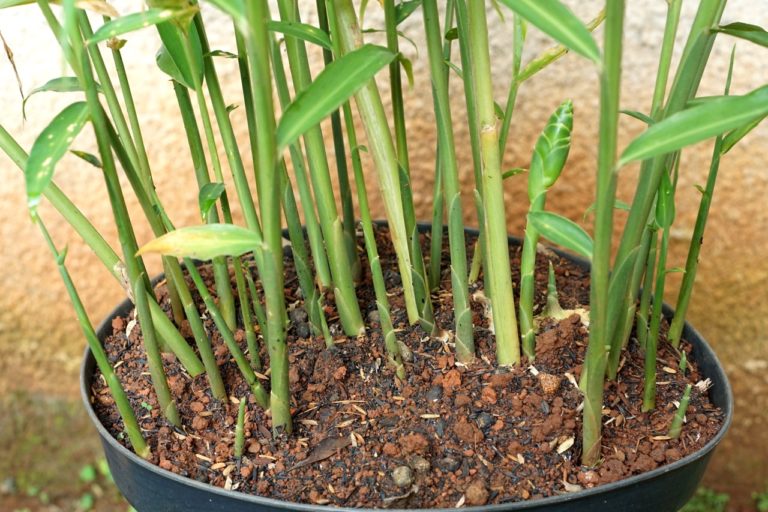 You Can Take Cuttings From Existing Ginger Plants To Grow More - Just ...