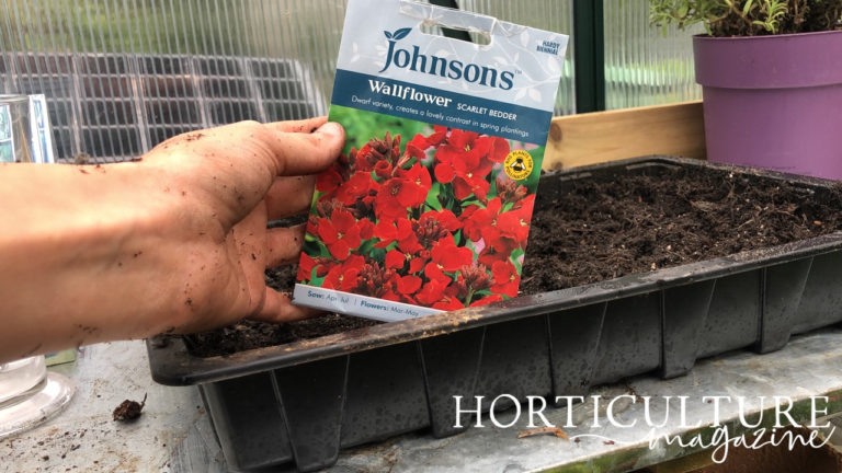Sowing Erysimum 'Wallflower' Seeds In 4 Steps | Horticulture