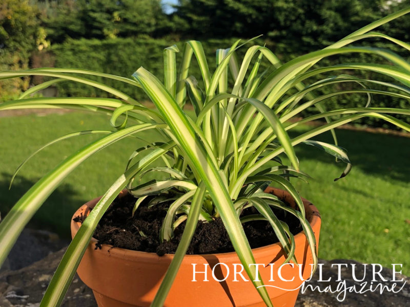 Spider Plants Are Enjoying A Resurgence In Popularity - Here's How To ...