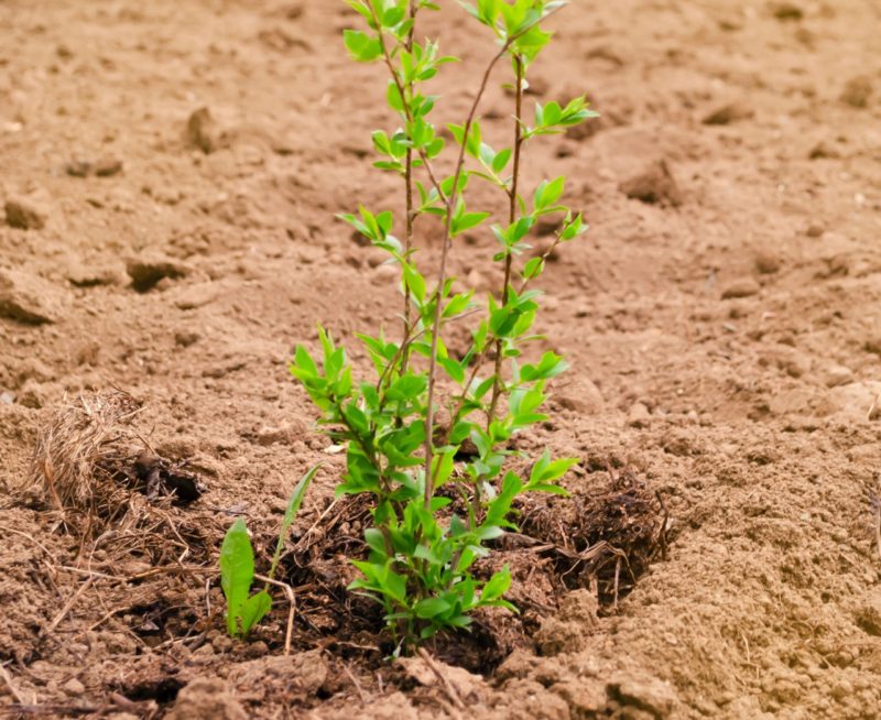 Growing Purple-Leaf Cherry Plums: Trees Highly Prized For Their ...