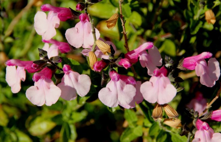 6 Vibrant Pink Salvia Varieties | Horticulture Magazine