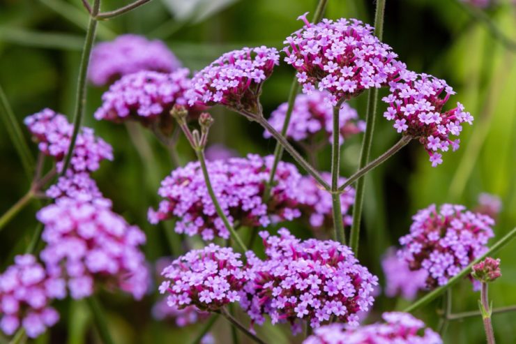 Growing Purple Perennials With These 38 Plants From Master ...