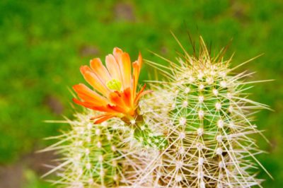 BCSS Member David Ennals Shares 23 Flowering Cactus Plants He Loves ...