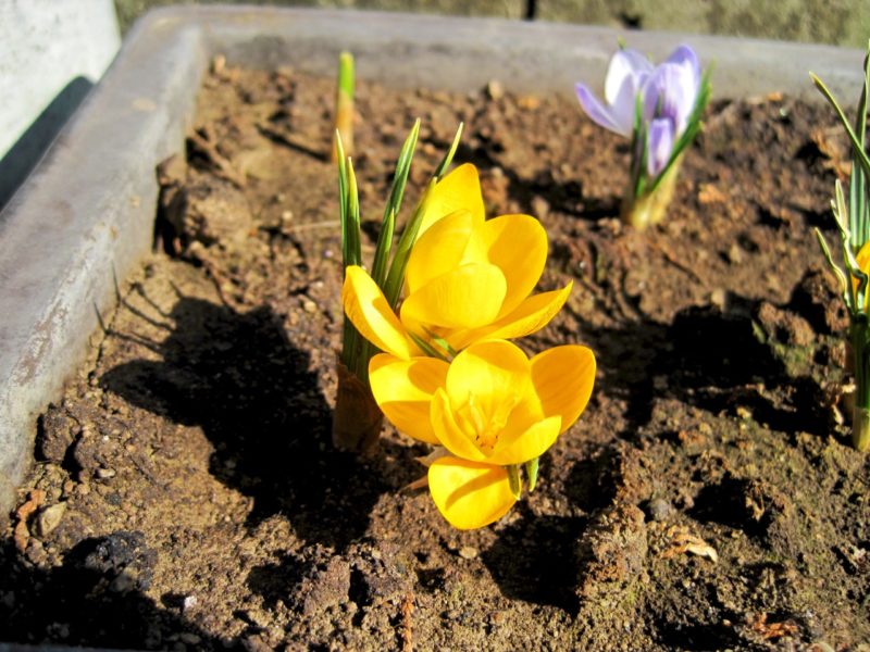 Planting & Growing Crocus In Pots | Horticulture.co.uk