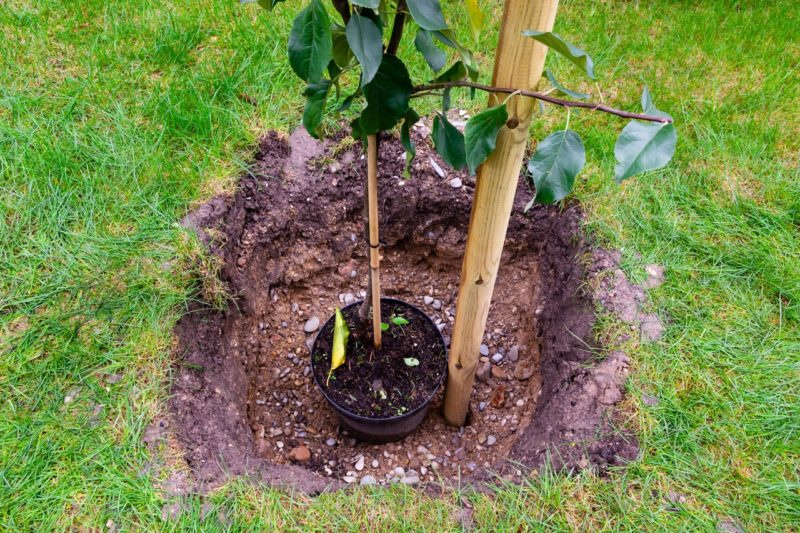 You Can Grow Apple Trees In Pots - But The Rootstock, Shape And Form ...