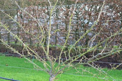 Prune Your Pear Tree When Dormant In Winter, It Helps Establish A Good ...