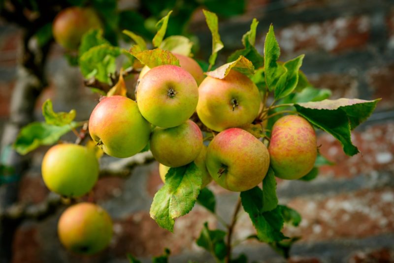 15 UK Award-Winning Apple Tree Varieties | Horticulture.co.uk