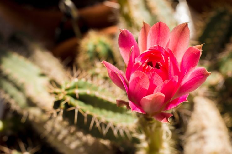 23 Flowering Cactus Plants | Horticulture Magazine