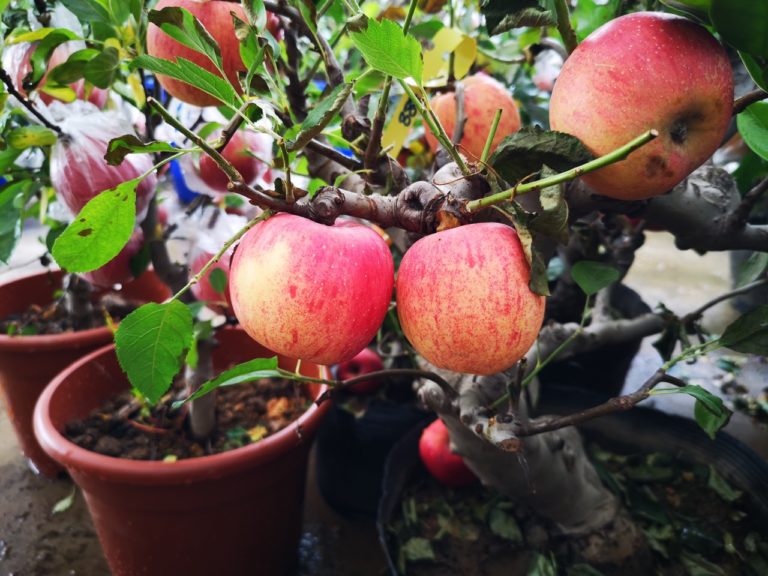 You Can Grow Apple Trees In Pots - But The Rootstock, Shape And Form ...