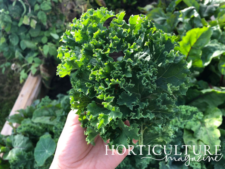 How To Grow Kale: 'It Just Keeps Growing And [Needs] Minimal ...