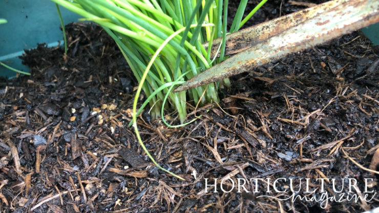 Only Harvest Chives Once The Leaves Grow To A Reasonable Height - We ...