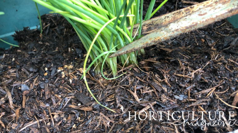 Harvesting Chives - When & How | Horticulture Magazine