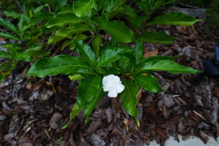 Jasmine Grow Tips And Common Varieties - Star-Shaped Flowers And ...