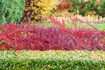 Cotoneaster Makes A Great Border And Wall Shrub - But Avoid These ...