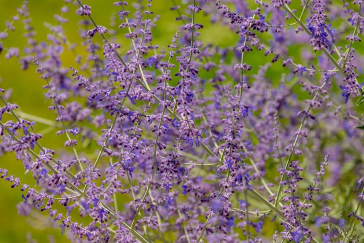 Growing Purple Perennials With These 38 Plants From Master ...