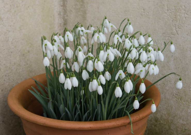How To Grow Galanthus 'Snowdrops' | Horticulture.co.uk
