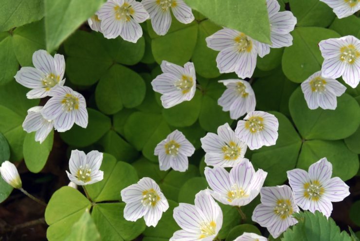 12 Ornamental Oxalis Types With Master Horticulturist Roy Nicol ...