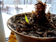 Tips For Growing Amaryllis In Containers | Horticulture.co.uk