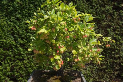 You Can Grow Apple Trees In Pots - But The Rootstock, Shape And Form ...